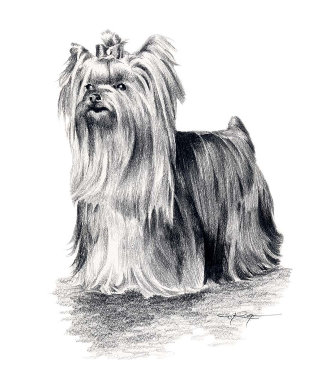 YORKSHIRE TERRIER Dog Pencil Drawing Art Print by Artist DJ Rogers - Etsy