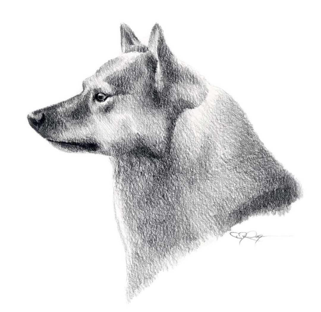 FINNISH SPITZ Dog Pencil Drawing Art Print by Artist DJ Rogers - Etsy