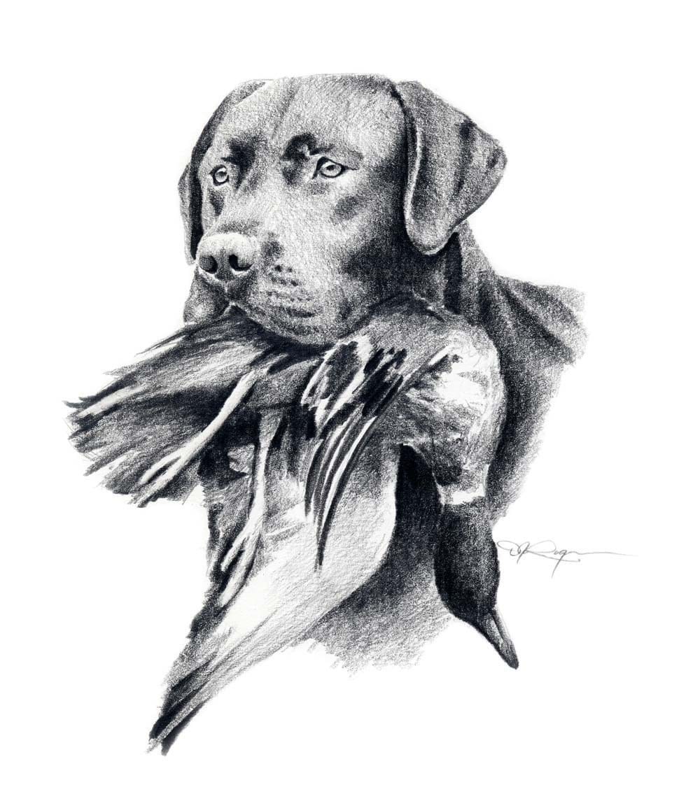 Black Lab Dog Drawings