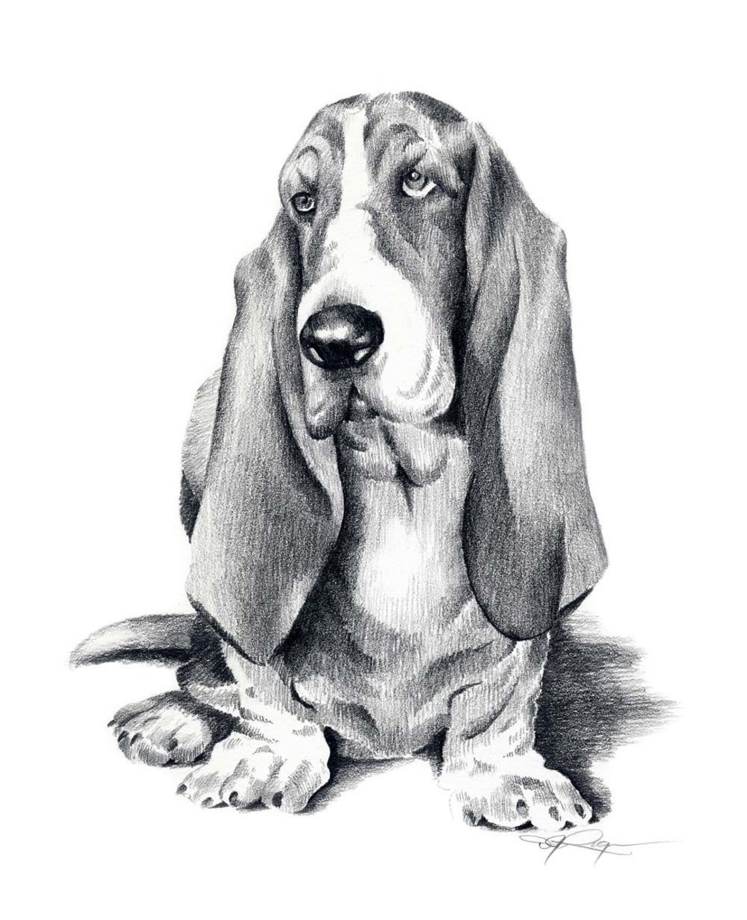BASSET HOUND Dog Drawing Art Print by Artist DJ Rogers - Etsy