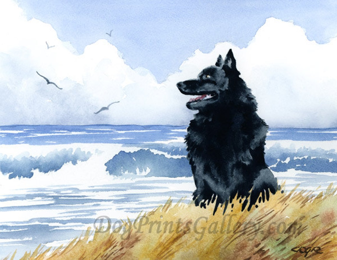 Schipperke Art Print schipperke at the Beach by - Etsy Australia
