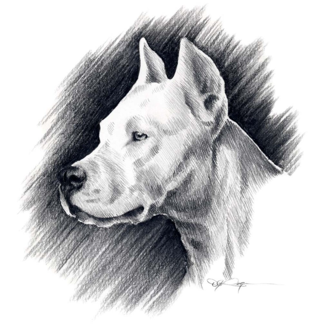 DOGO ARGENTINO Dog Art Print Pencil Drawing by Artist DJ - Etsy