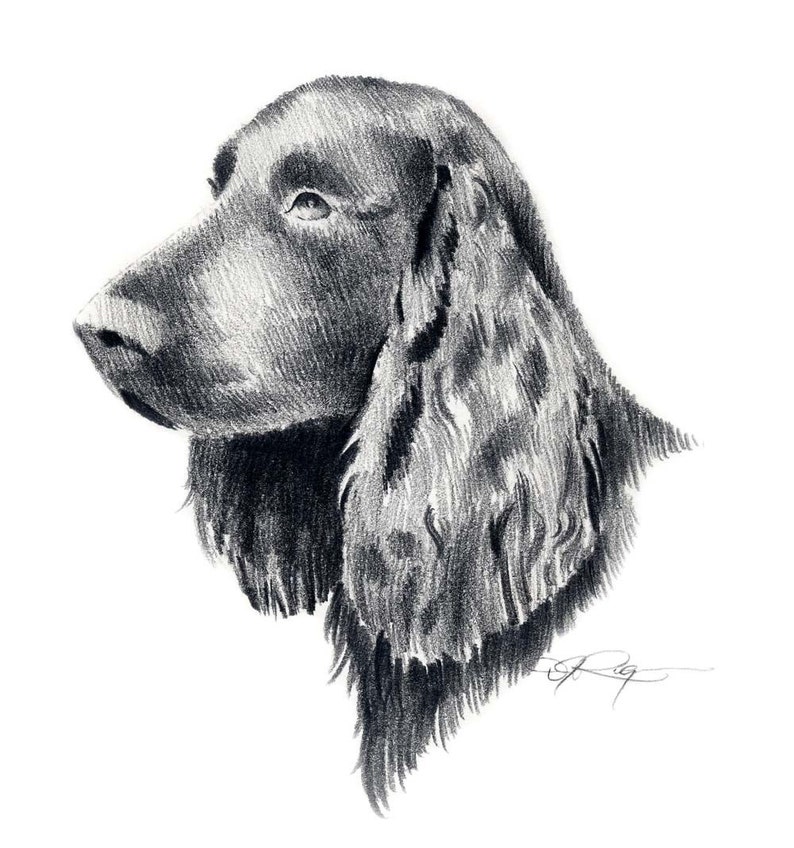 FIELD SPANIEL Dog Art Print Pencil Drawing by Artist DJ Rogers | Etsy