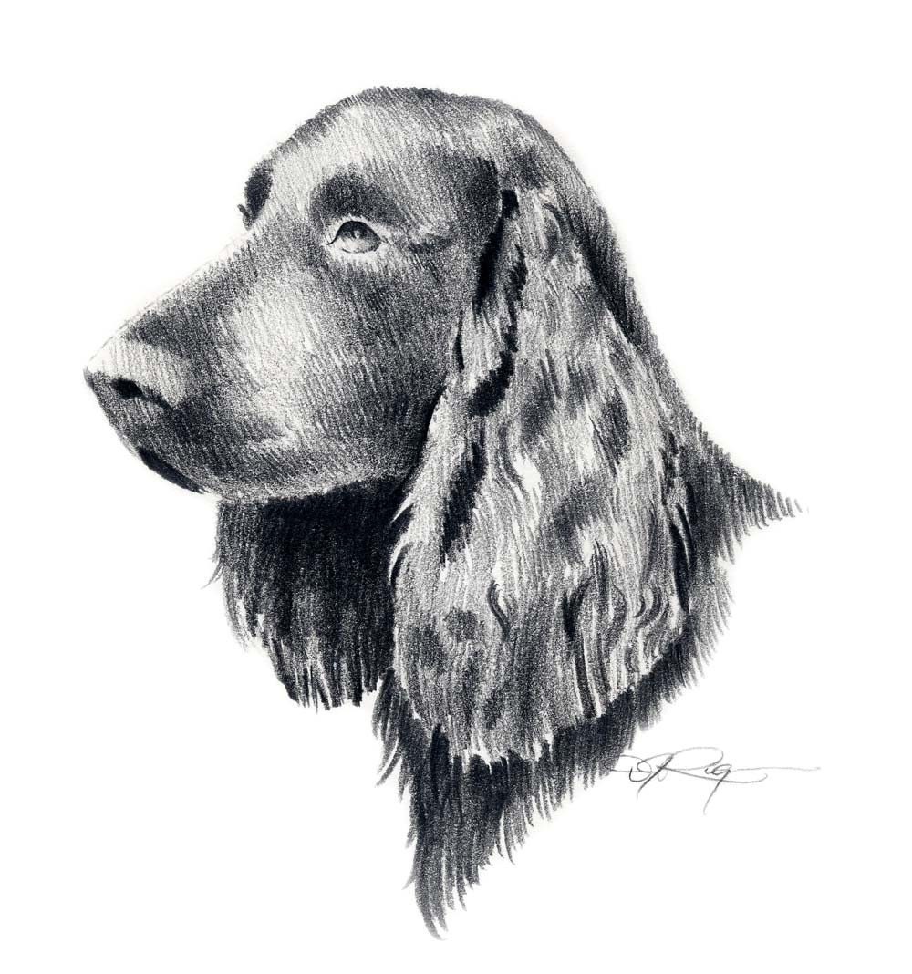 FIELD SPANIEL Dog Art Print Pencil Drawing by Artist DJ Rogers - Etsy