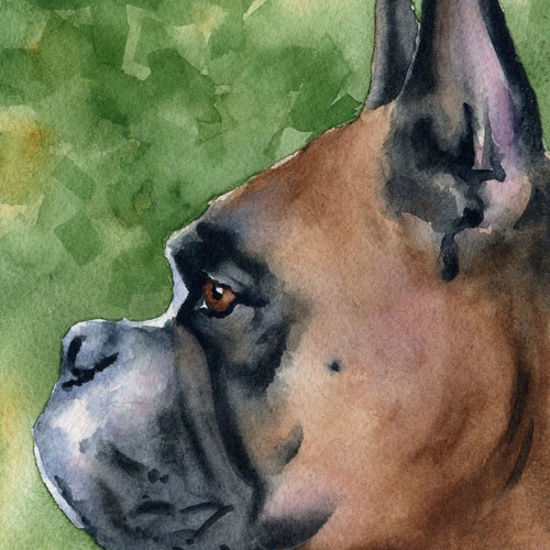 WHITE BOXER Art Print by Watercolor Artist DJ Rogers | Etsy