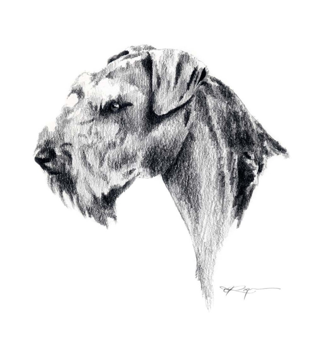 AIREDALE TERRIER Dog Drawing Art Print by Artist DJ Rogers - Etsy