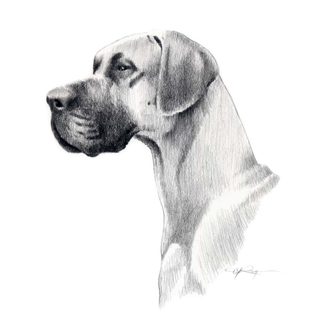 GREAT DANE Pencil Drawing Art Print by Artist DJ Rogers - Etsy