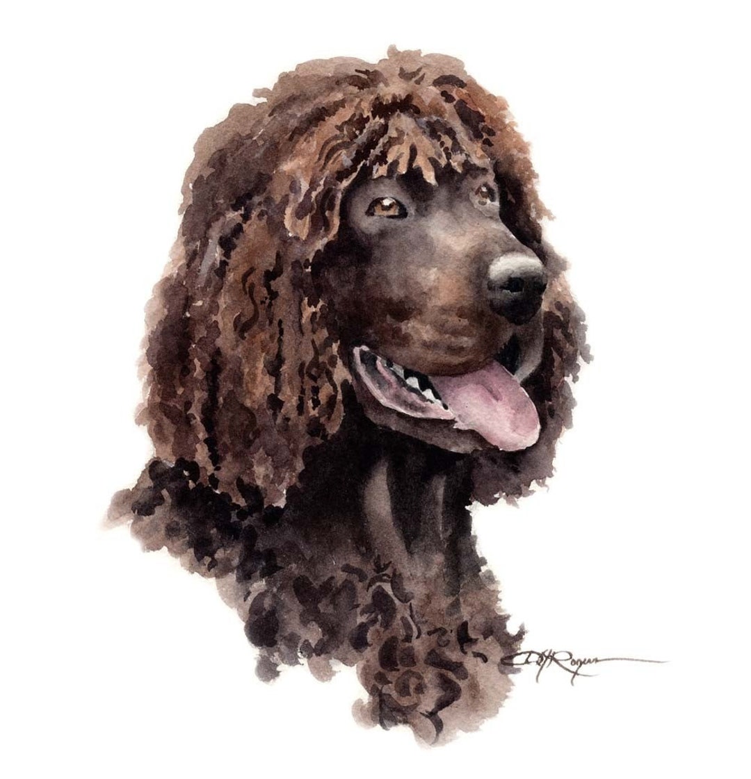 IRISH WATER SPANIEL Dog Art Print by Artist D J Rogers - Etsy