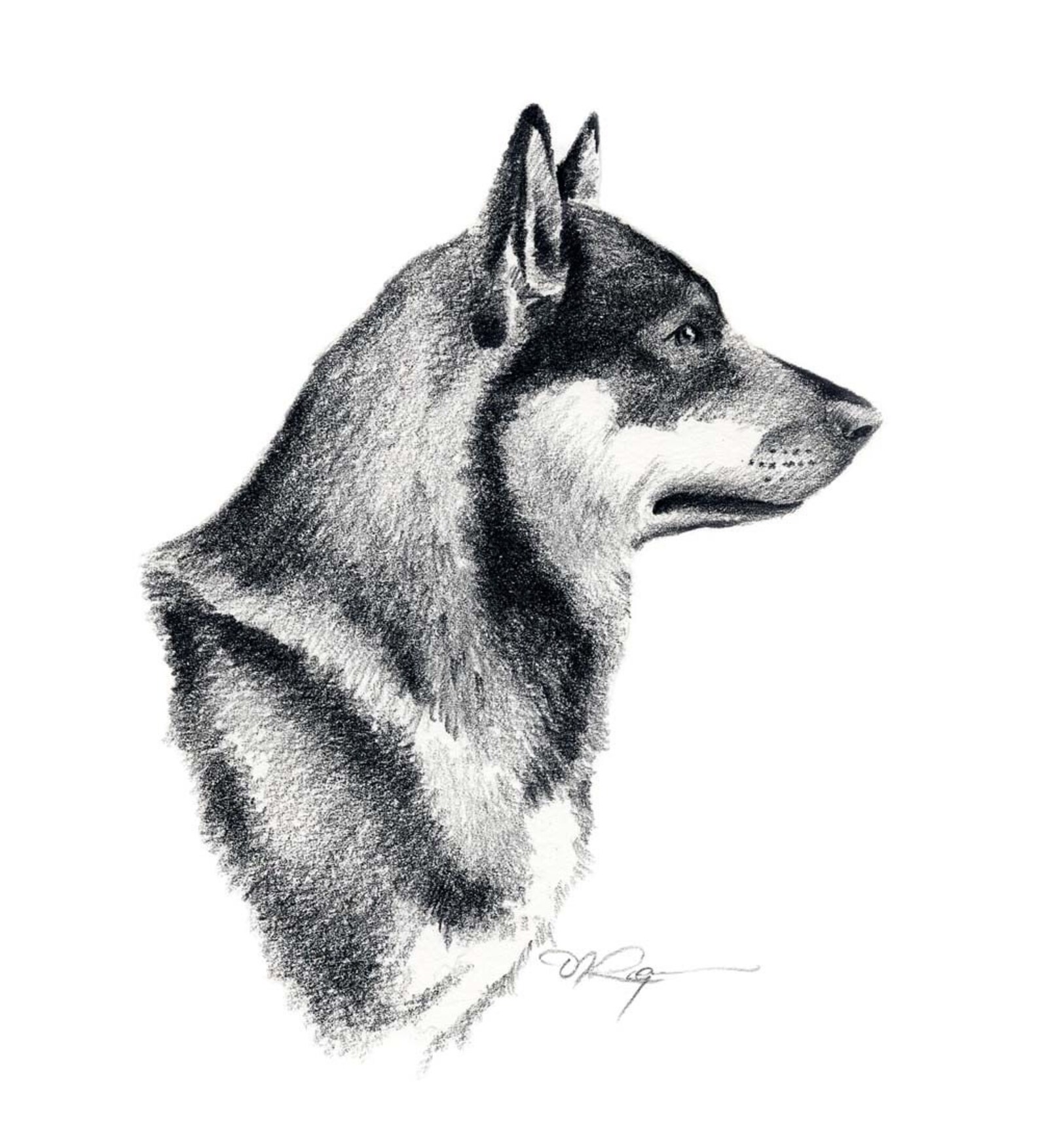 SWEDISH VALLHUND Dog Pencil Drawing Art Print by Artist DJ - Etsy