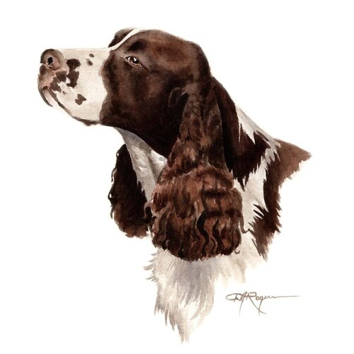 SPRINGER SPANIEL Art Print by Artist DJ Rogers - Etsy