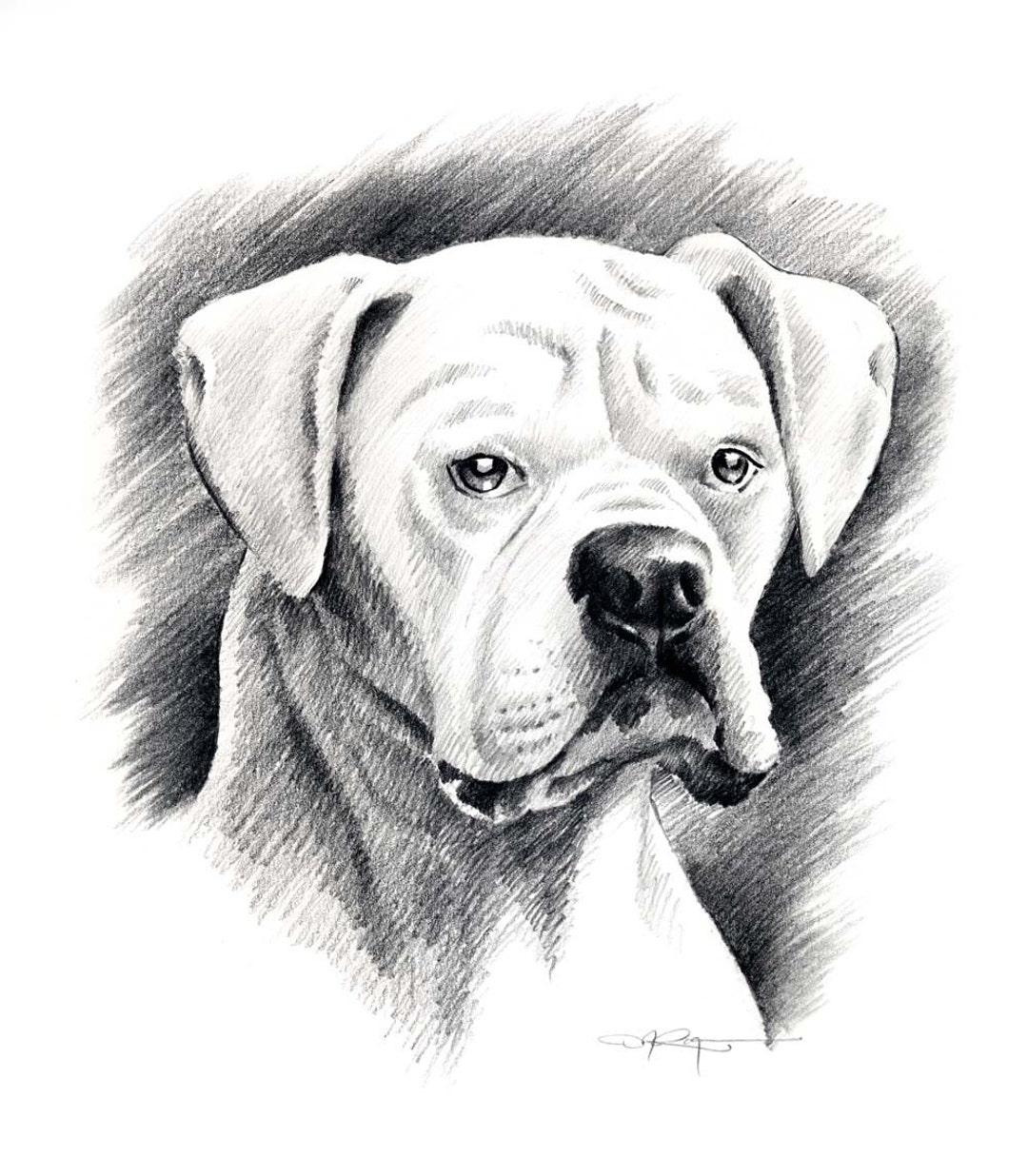 WHITE BOXER Pencil Drawing Art Print by Artist DJ Rogers - Etsy