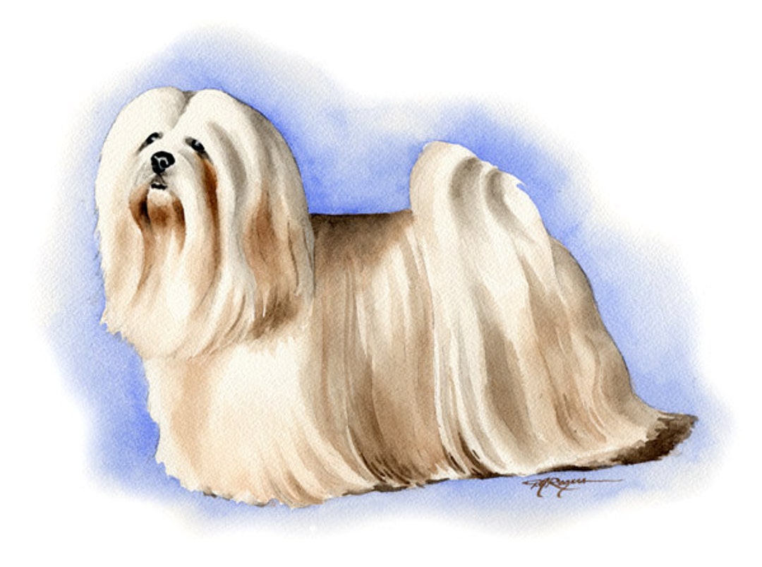 Lhasa Apso Art Print by Watercolor Artist DJ Rogers - Etsy