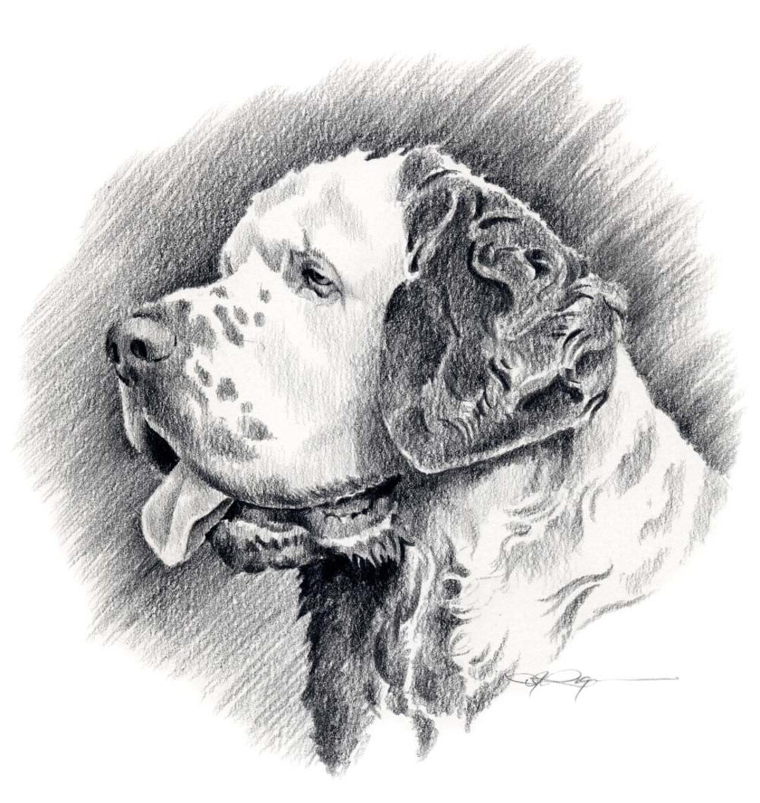 CLUMBER SPANIEL Dog Art Print by Artist DJ Rogers - Etsy