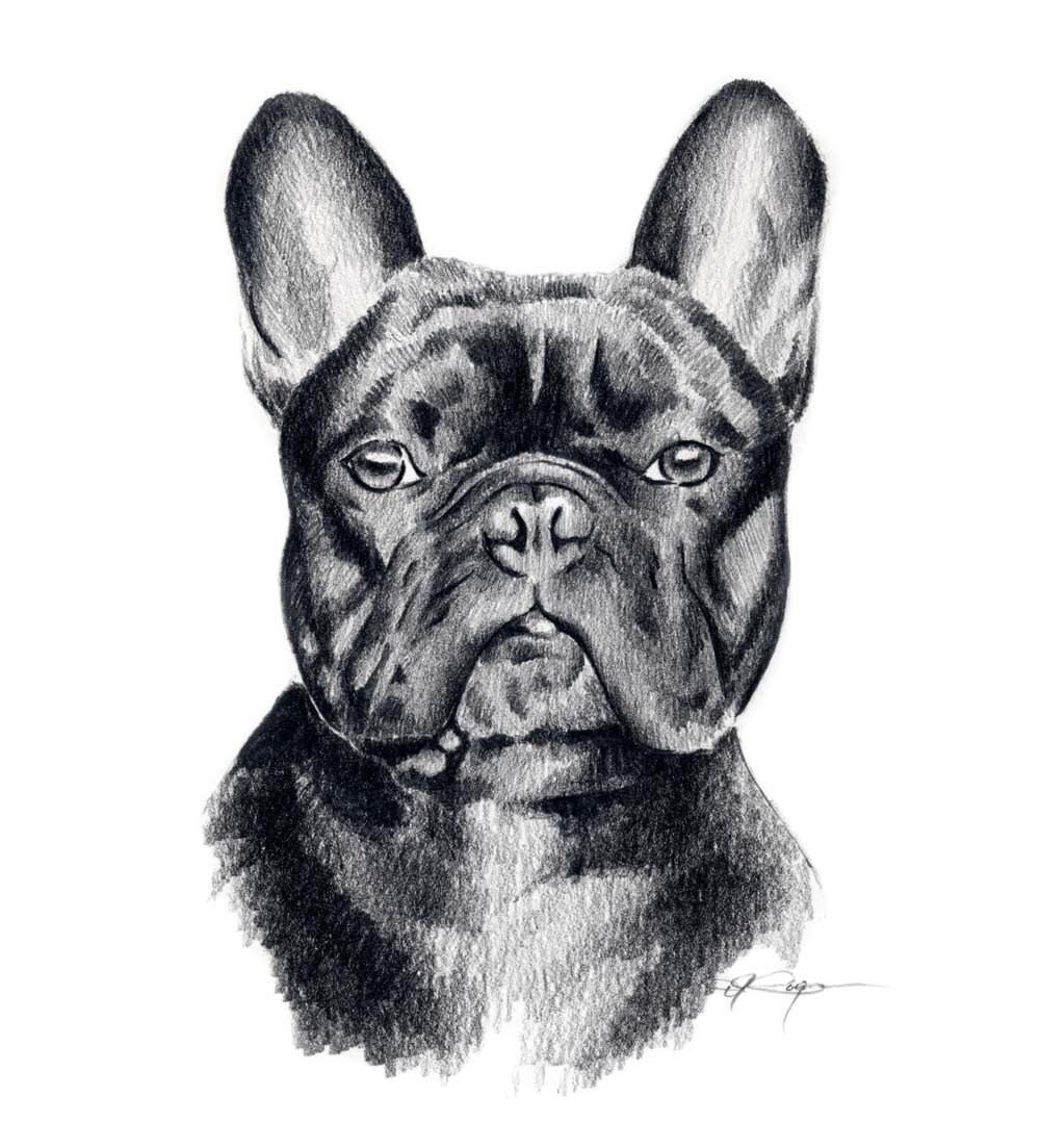 How To Draw A Realistic Bull Dog