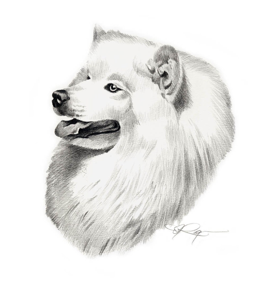 SAMOYED Dog Pencil Drawing ART Print by Artist DJ Rogers - Etsy