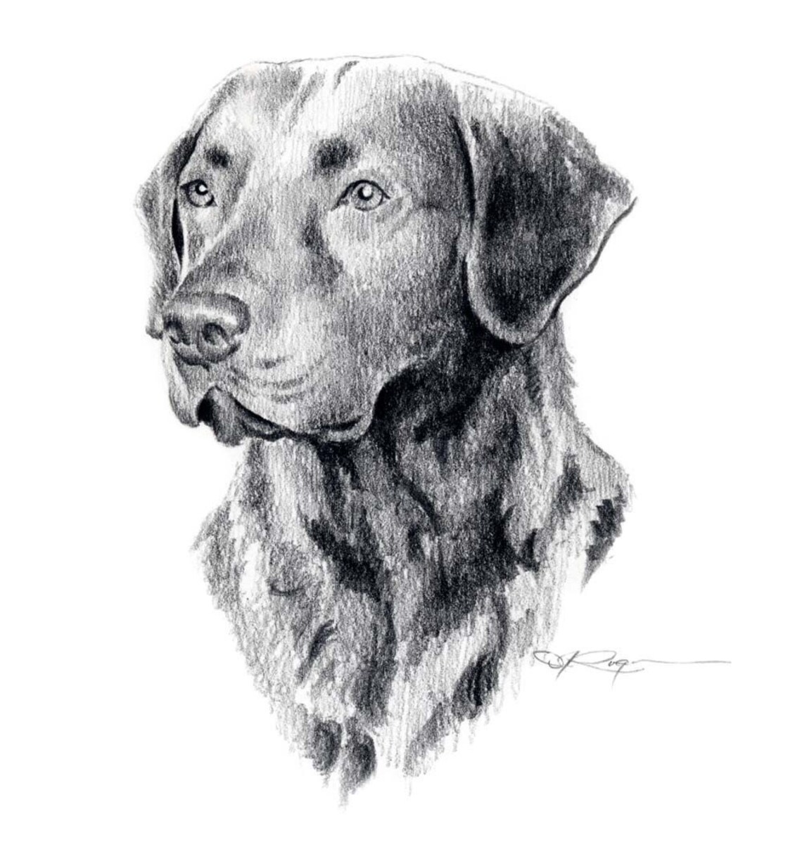 CHESAPEAKE BAY RETRIEVER Dog Art Print Pencil Drawing by - Etsy
