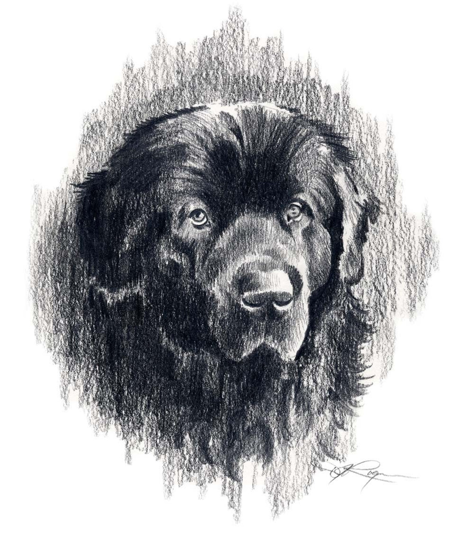 NEWFOUNDLAND Dog Pencil Drawing ART Print by Artist DJ Rogers - Etsy