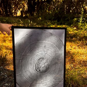 Ponderosa Pine Tree Prints new - Etsy