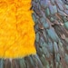 Hawaiian Feather Cloak Authentic Hand Sewn Royal Polynesian Feather ...