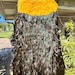 Hawaiian Feather Cloak Authentic Hand Sewn Royal Polynesian Feather ...