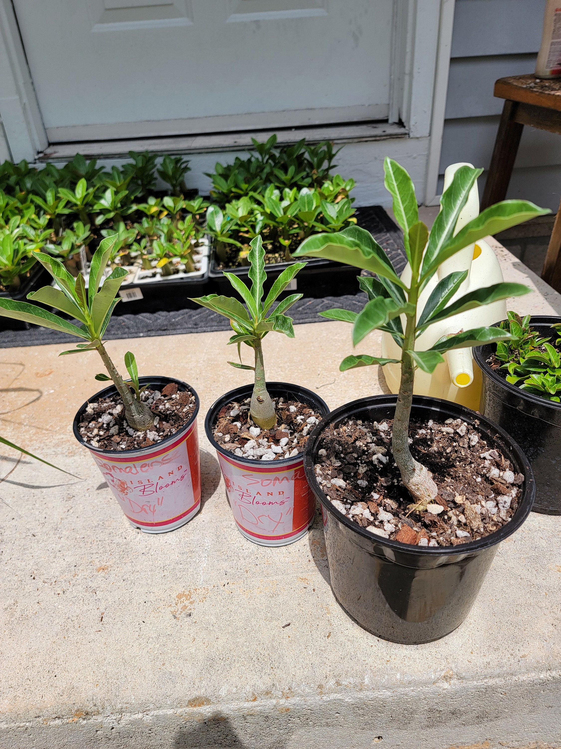 Tanzania Somalence, Desert Rose, Adenium - Etsy