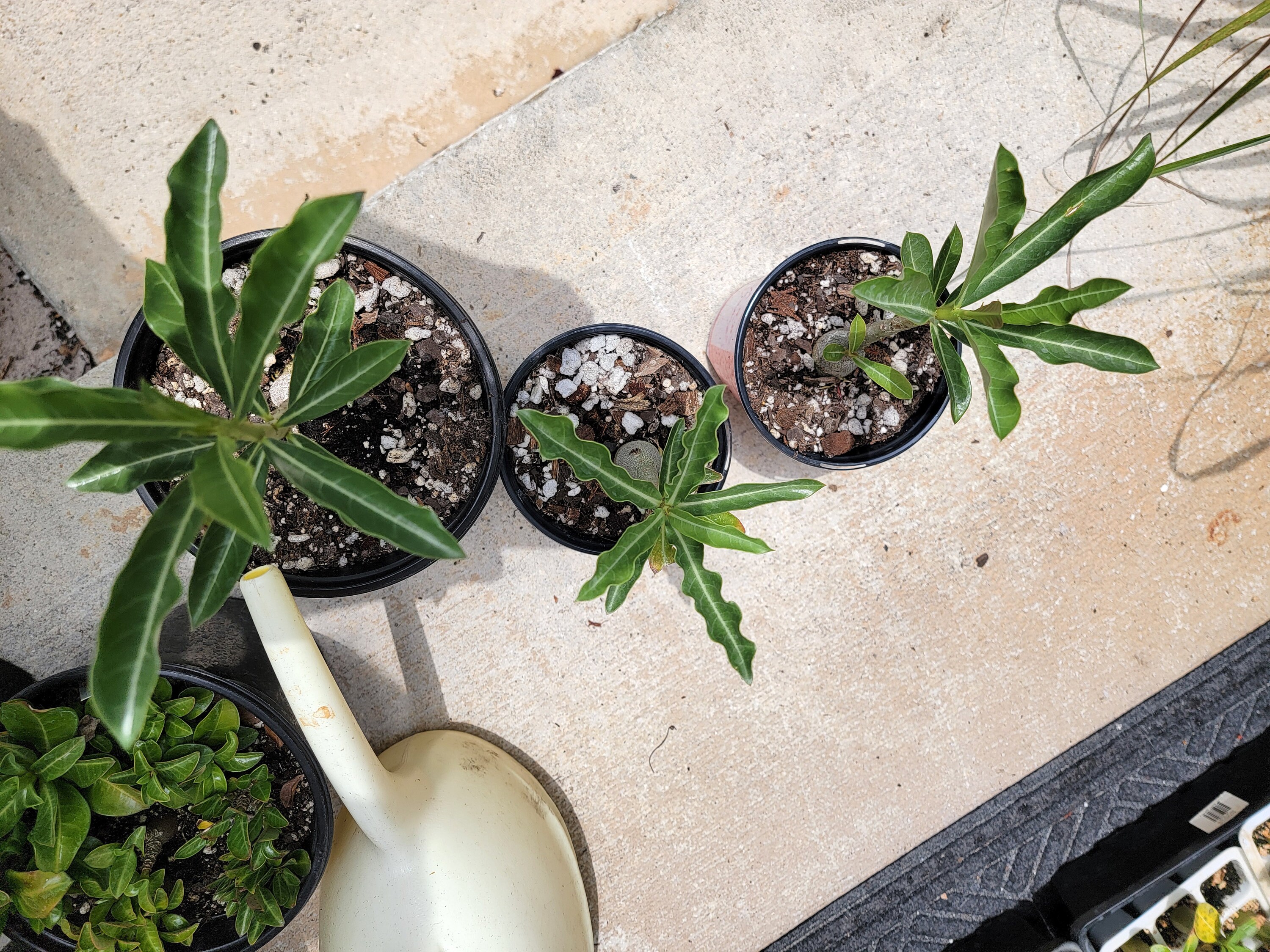 Tanzania Somalence, Desert Rose, Adenium - Etsy