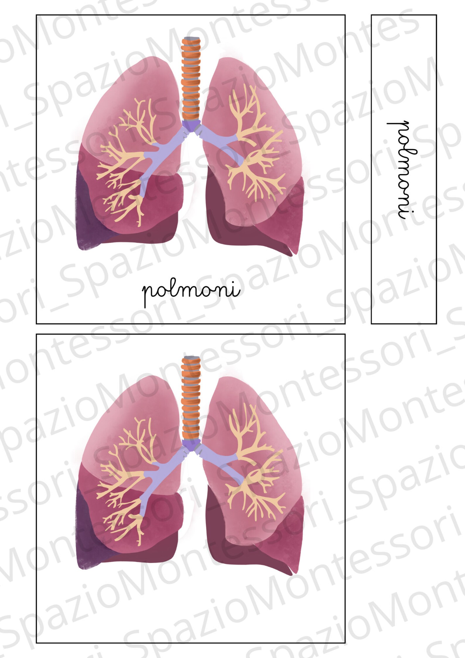 Montessori Nomenclature Cards Internal ORGANS - ENGLISH AND ITALIAN ...
