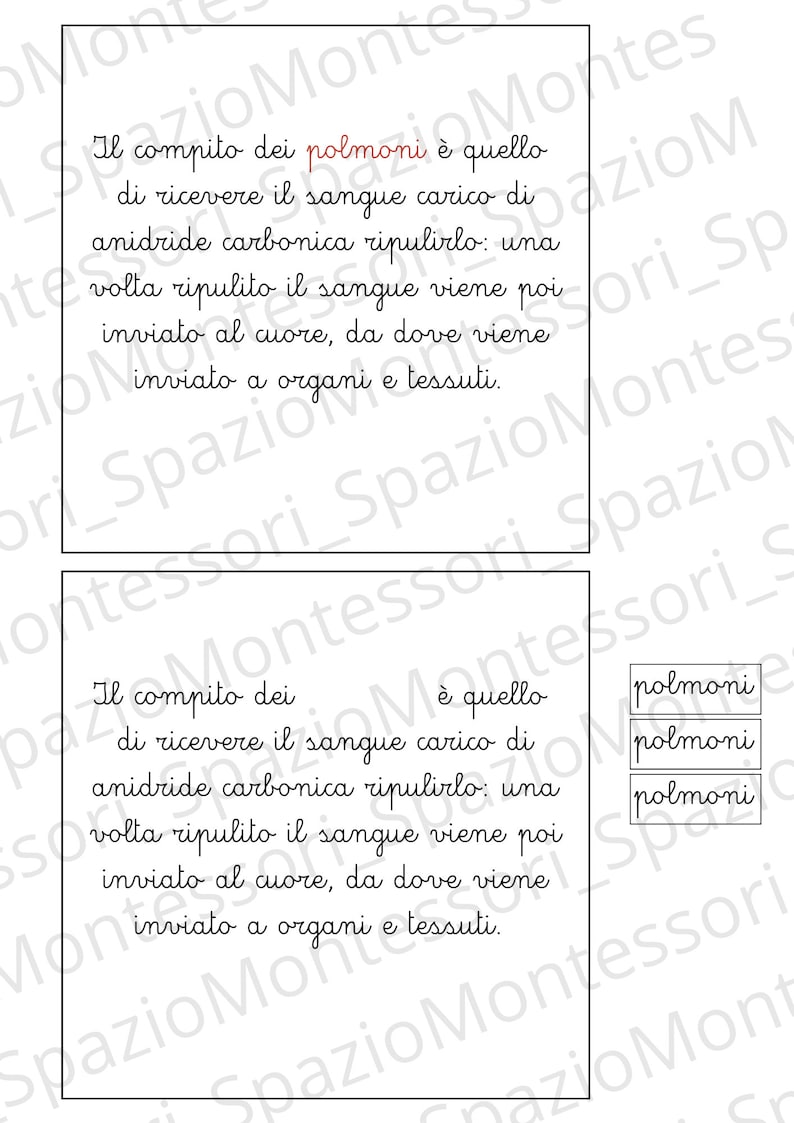 Montessori Nomenclature Cards Internal ORGANS - ENGLISH AND ITALIAN ...