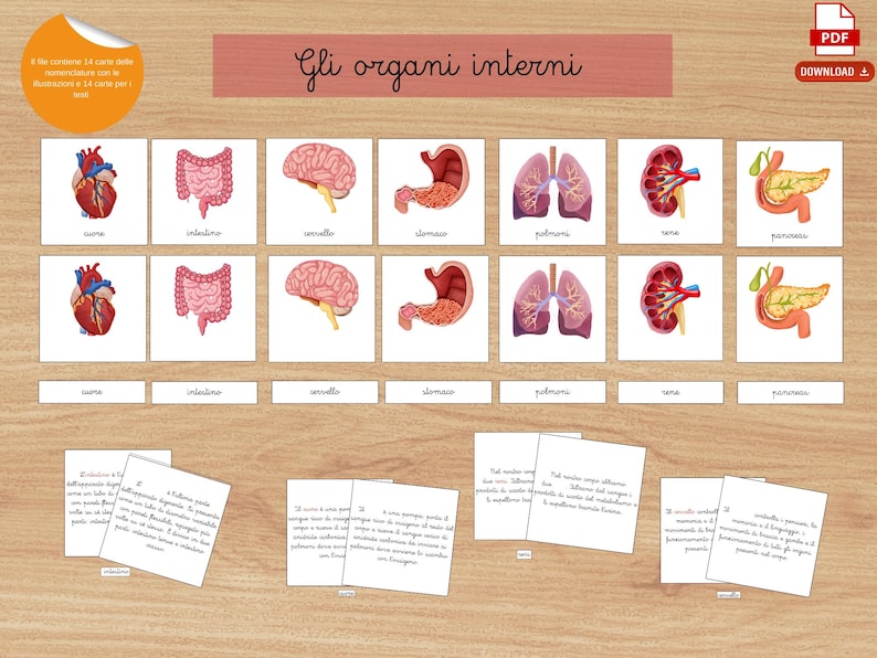 Montessori Nomenclature Cards Internal ORGANS - ENGLISH AND ITALIAN ...