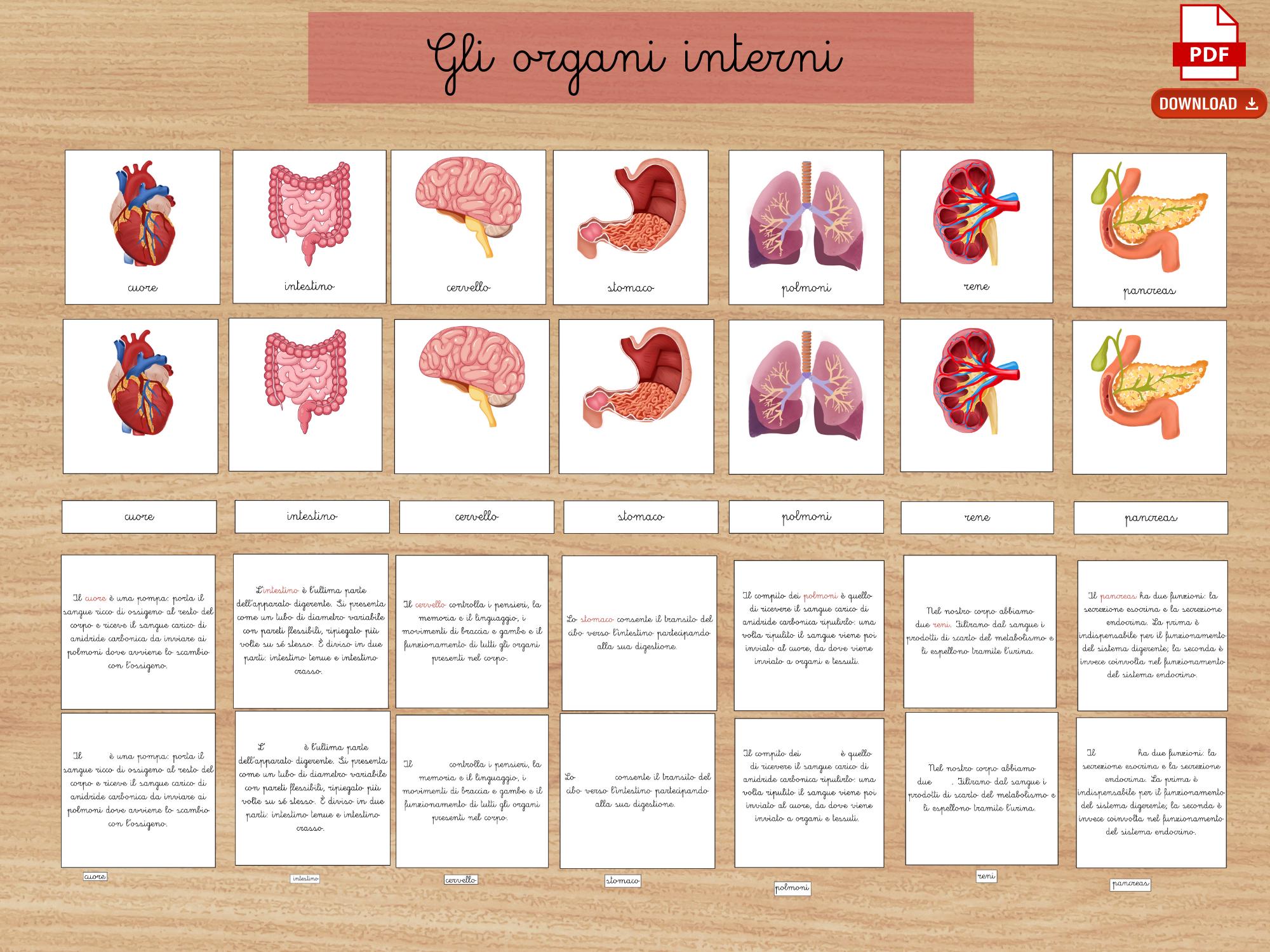 Montessori Nomenclature Cards Internal ORGANS - ENGLISH AND ITALIAN ...