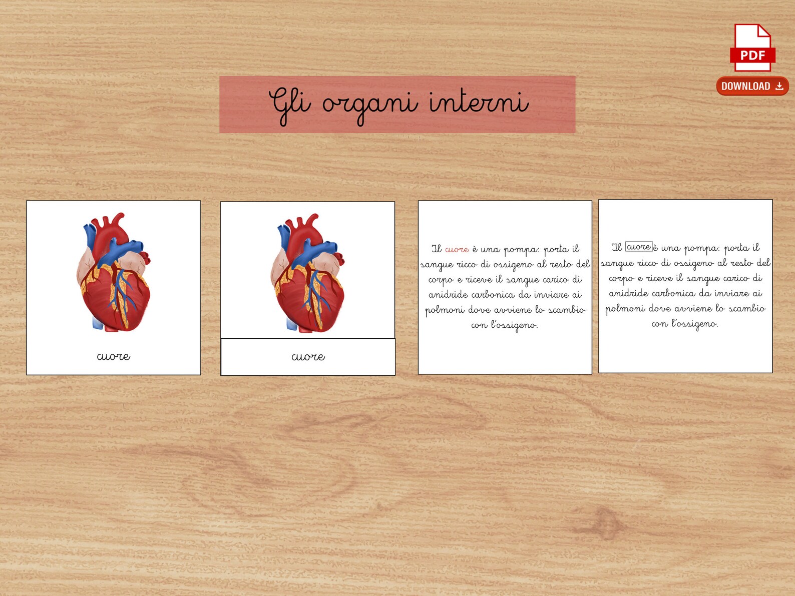 Montessori Nomenclature Cards Internal ORGANS - ENGLISH AND ITALIAN ...
