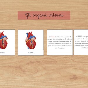 Montessori Nomenclature Cards Internal ORGANS - ENGLISH AND ITALIAN ...