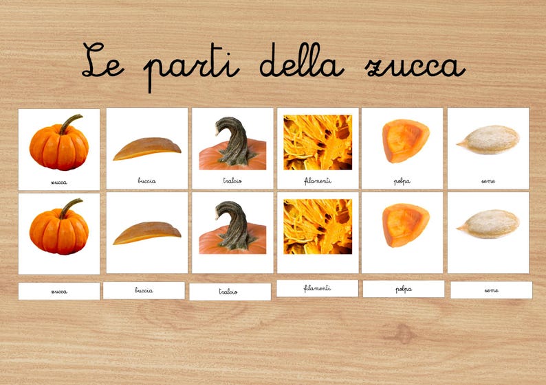 Montessori Nomenclature Cards the Parts of the Pumpkin Children's Game ...