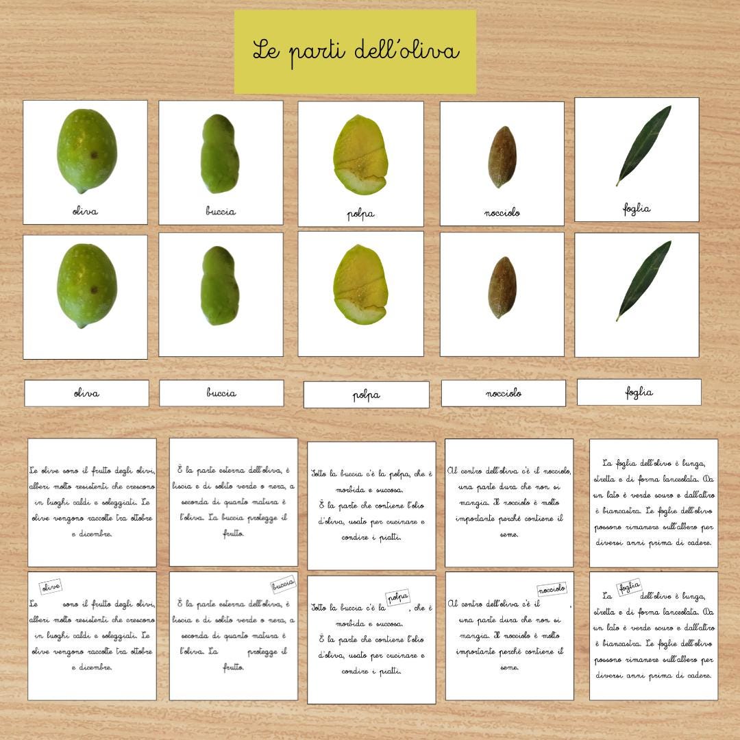 Montessori Nomenclature Cards - Parts of the Olive - Children's Game ...