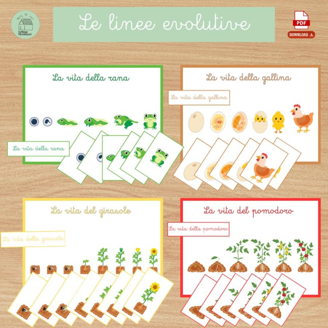 Evolutionary Lines – Printable Life Cycles – Montessori Cards – History ...