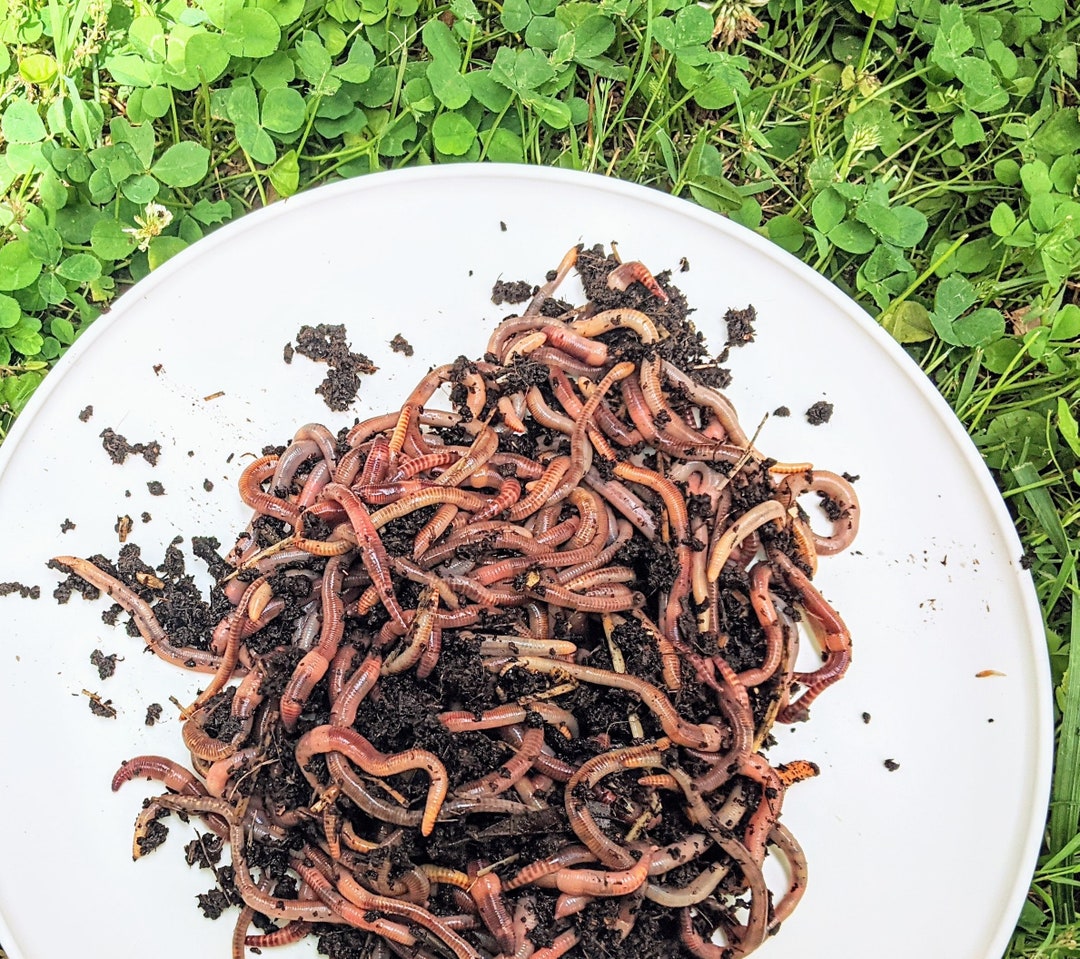 8 Oz or 16 Oz. Worm Poop Small Batch Organic Worm Castings - Etsy