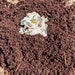 Worm Poop-- Small Batch Organic Worm Castings. Sustainable, Eco ...