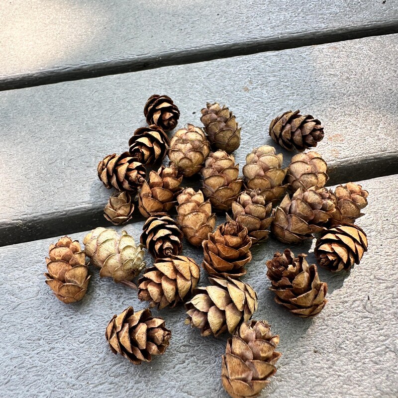 Hemlock Pine Cones - Etsy