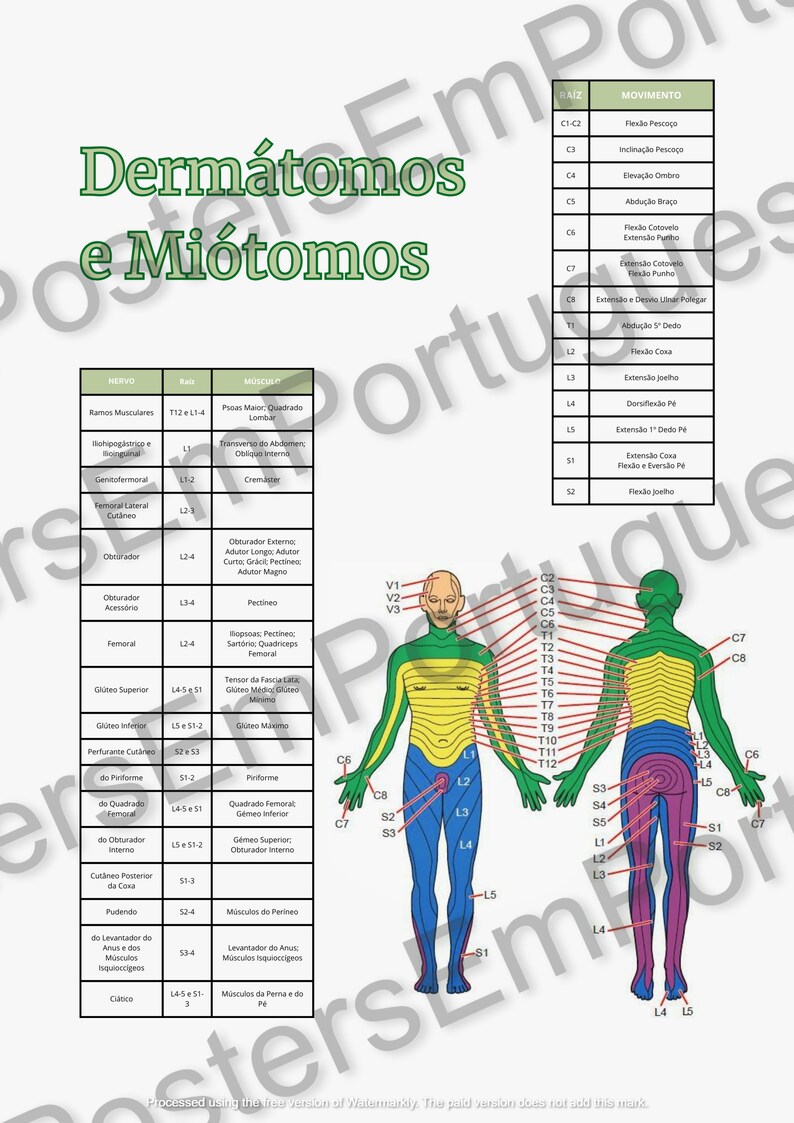 A3 Scientific Poster Medicine Dermatomes and Myotomes 1 - Etsy