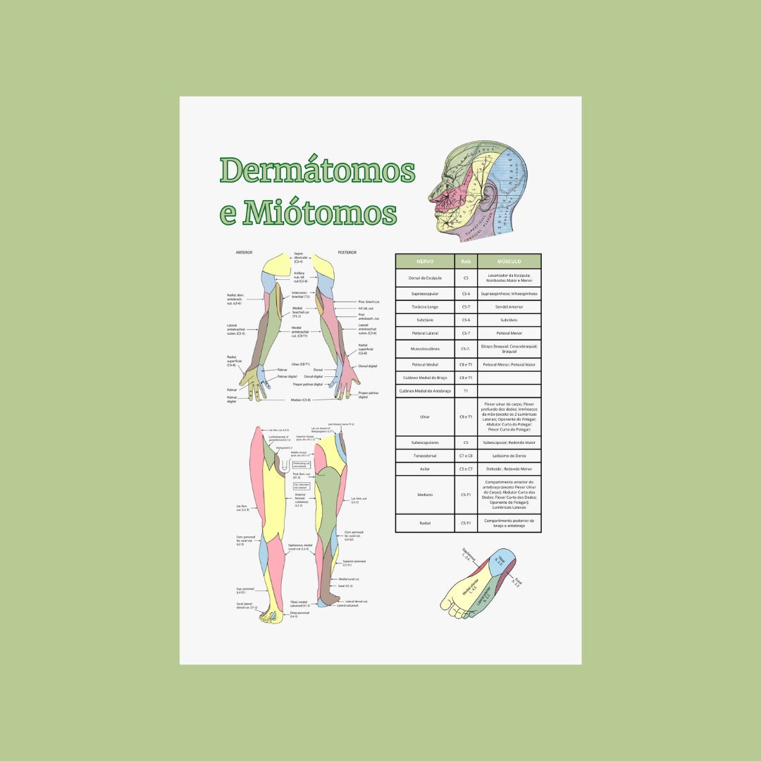 A3 Scientific Poster Medicine Dermatomes and Myotomes 2 - Etsy