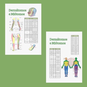 A3 Scientific Poster Medicine Dermatomes and Myotomes 1 - Etsy