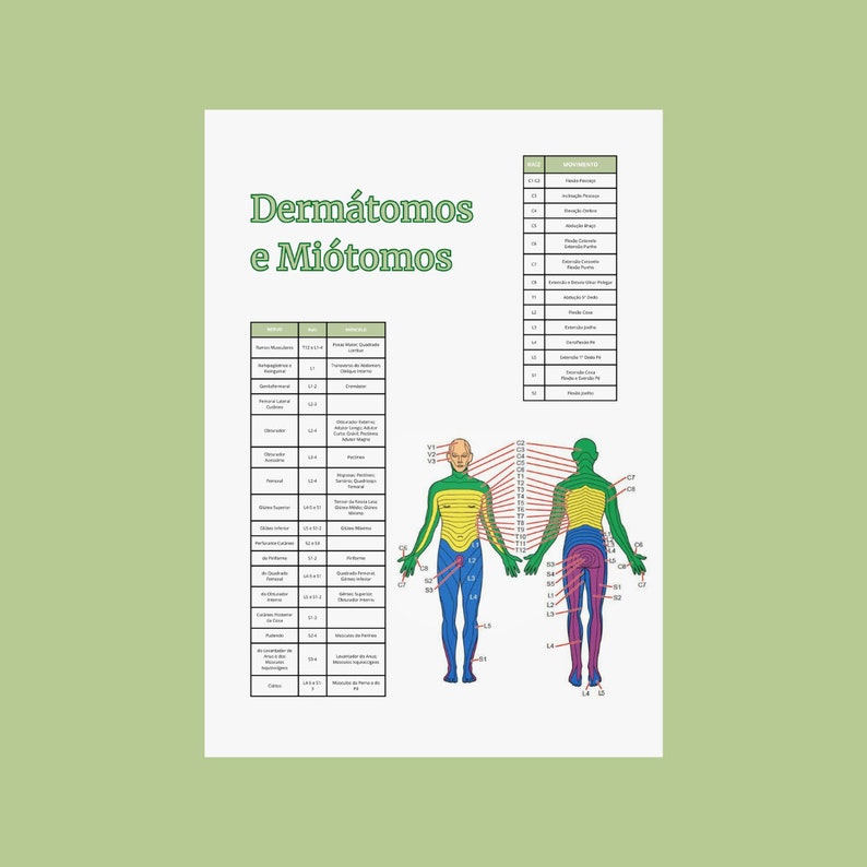 A3 Scientific Poster Medicine Dermatomes and Myotomes 1 - Etsy