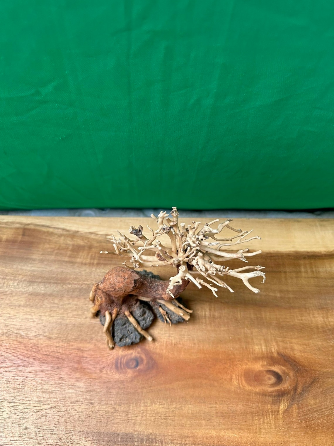 Bonsai Driftwood Aquarium Small Tree Aquascape Decoration - Etsy