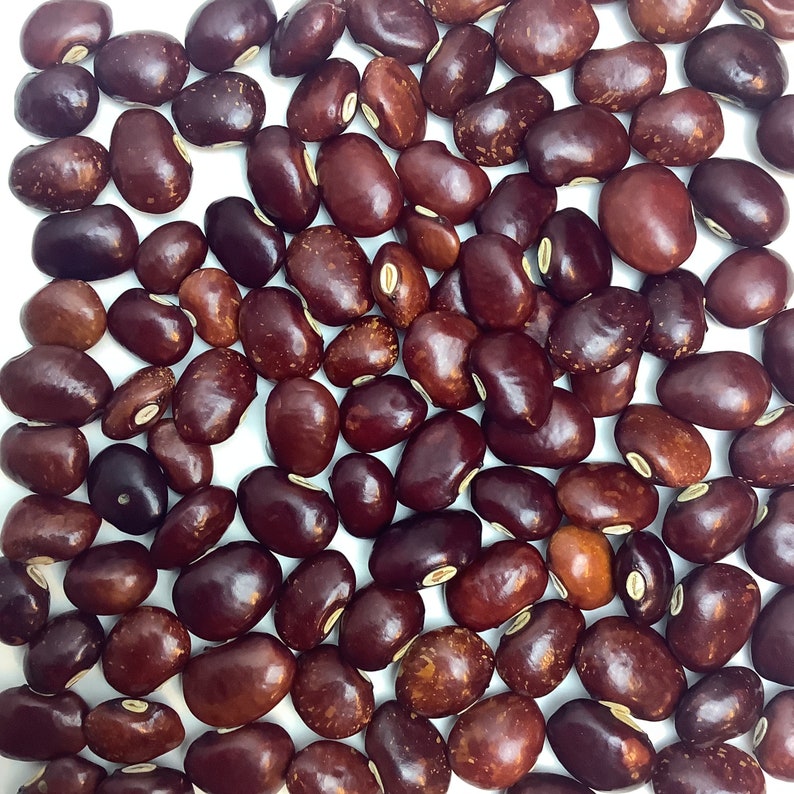 Frijol Piloy, Mayan Red Beans, Piloy Red Beans, Heirloom Piioy Beans ...