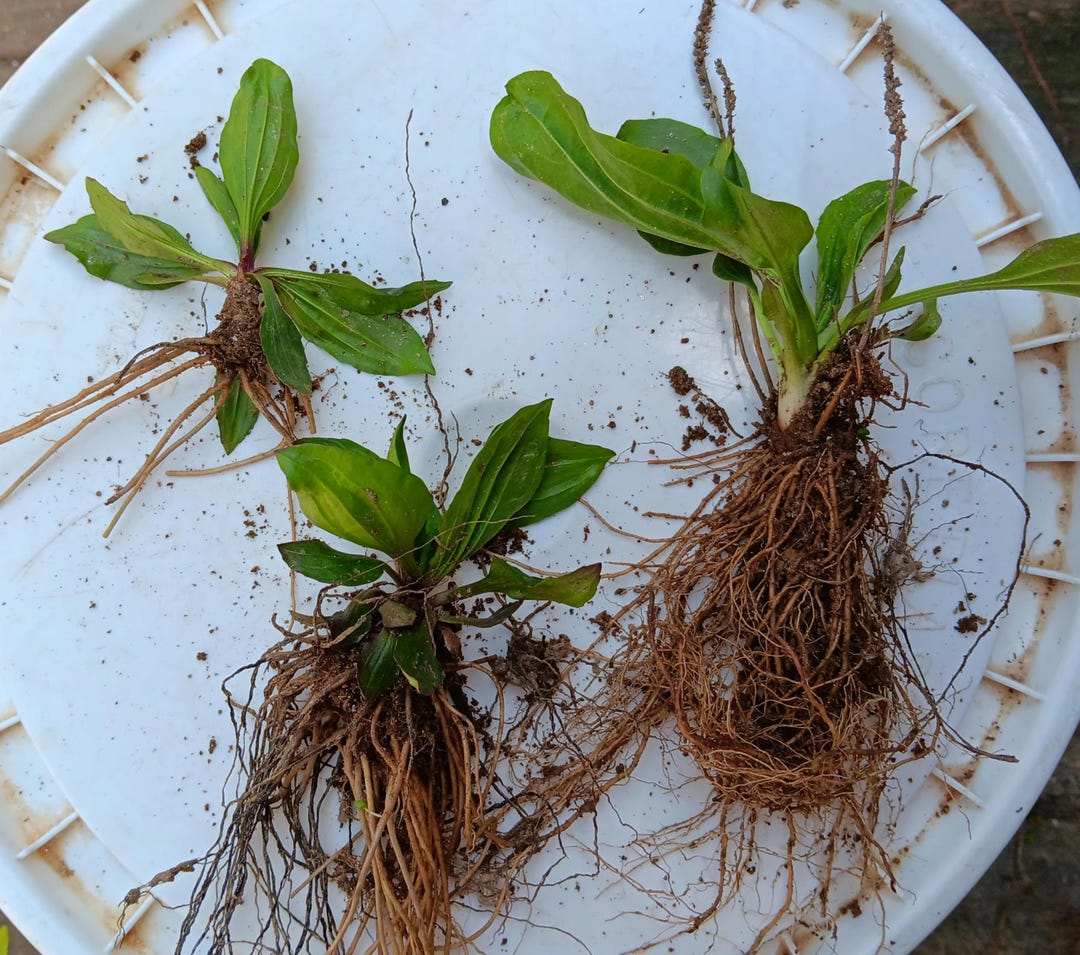Organically Grown Plantain Bare Root Plant: Broadleaf Plantago Major - Etsy