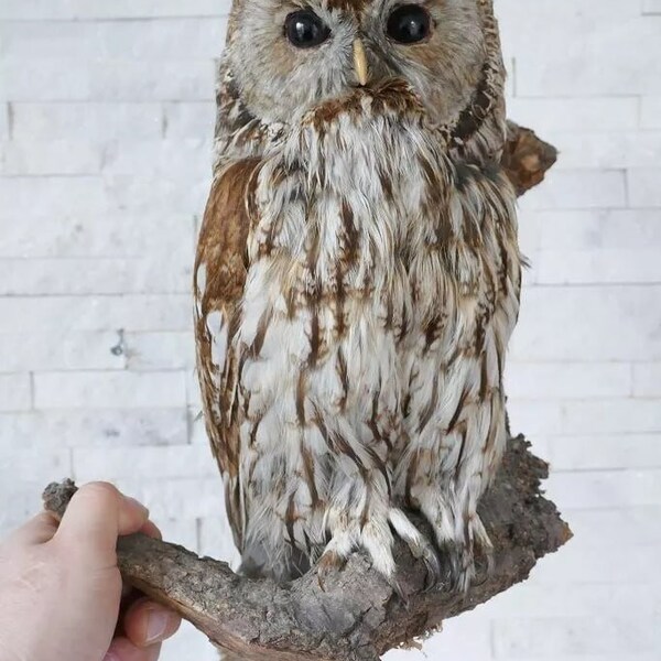 Taxidermy Owl - Etsy