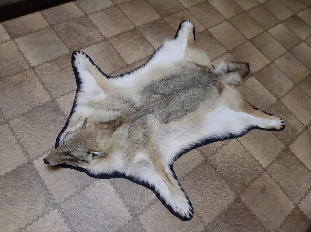Taxidermy Coyote Skin - Etsy