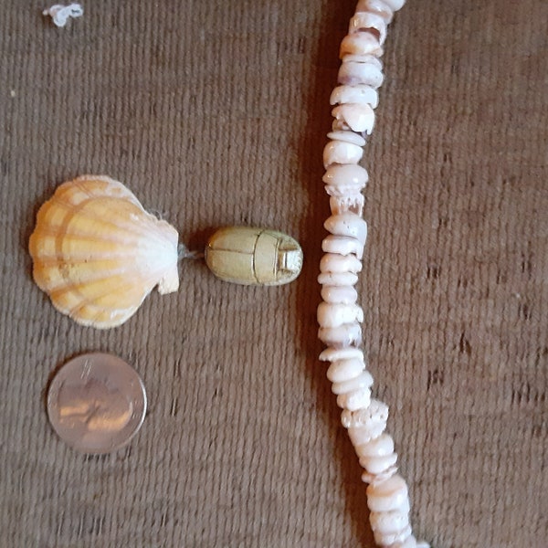 Sunrise Shell - Etsy