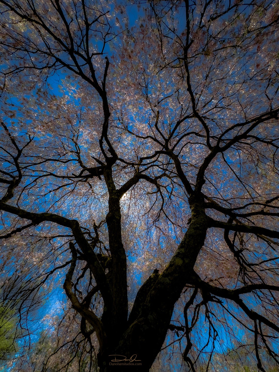 Spring Shadows - Signed Fine Art Print Nature Photography-art Prints ...