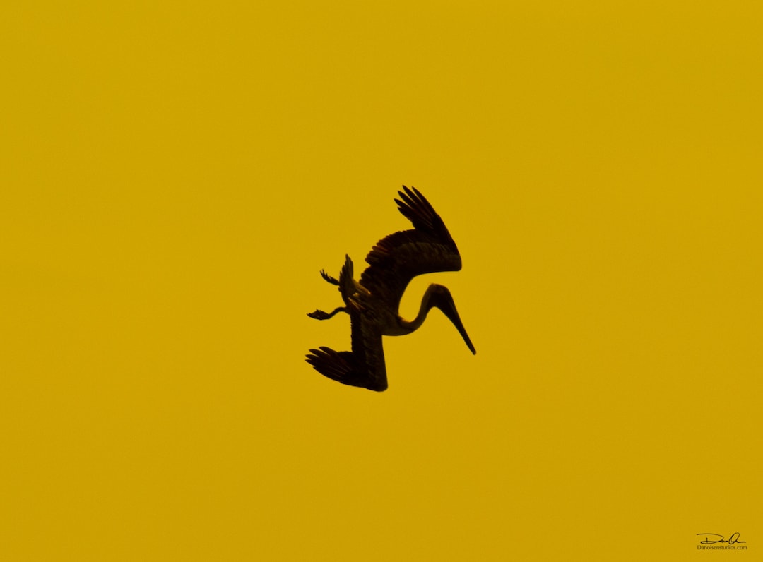 Pelican Dive- Signed Fine Art Print Nature Photography-art Prints ...